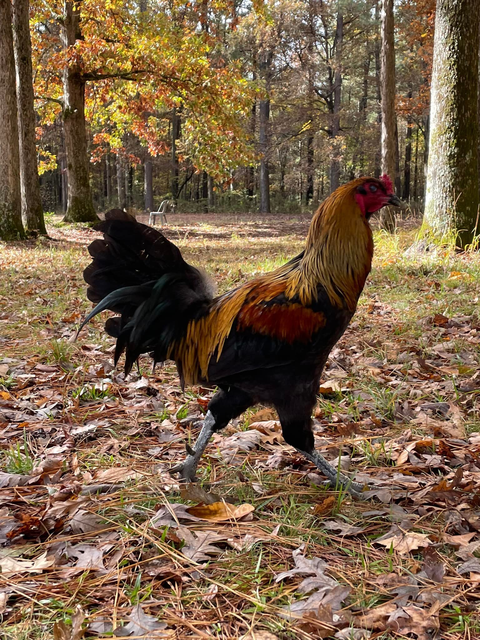 Fighting Rooster Breeds Pictures