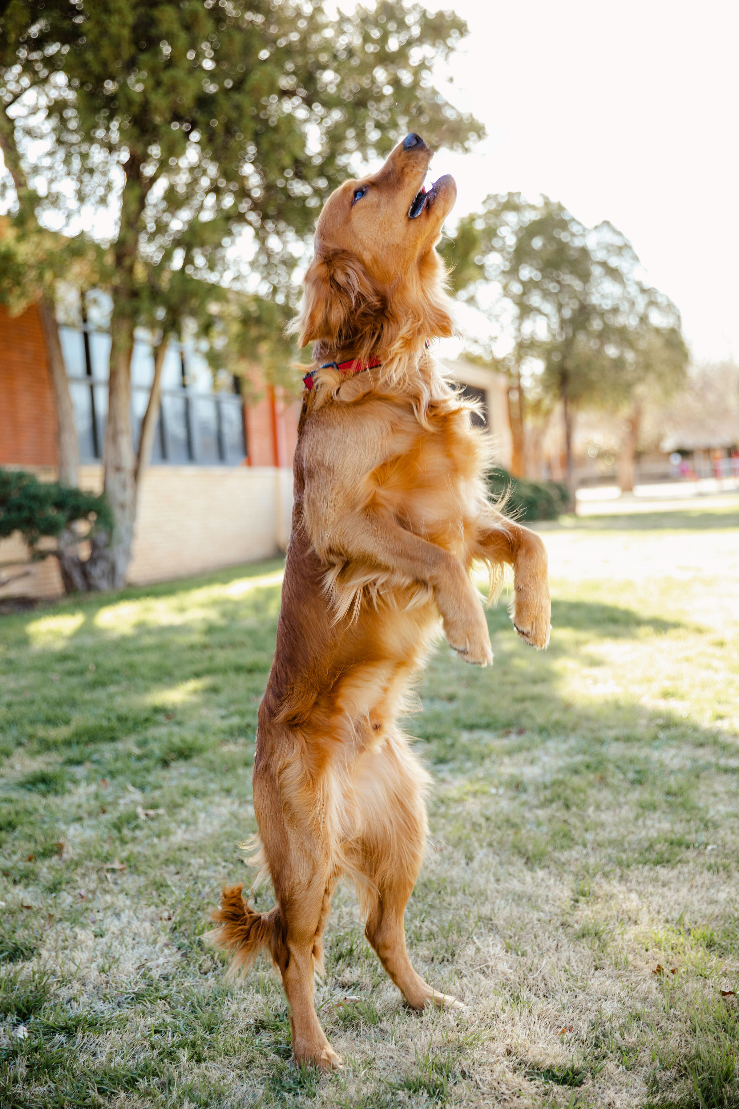 Golden Retriever Standing On Hind Legs