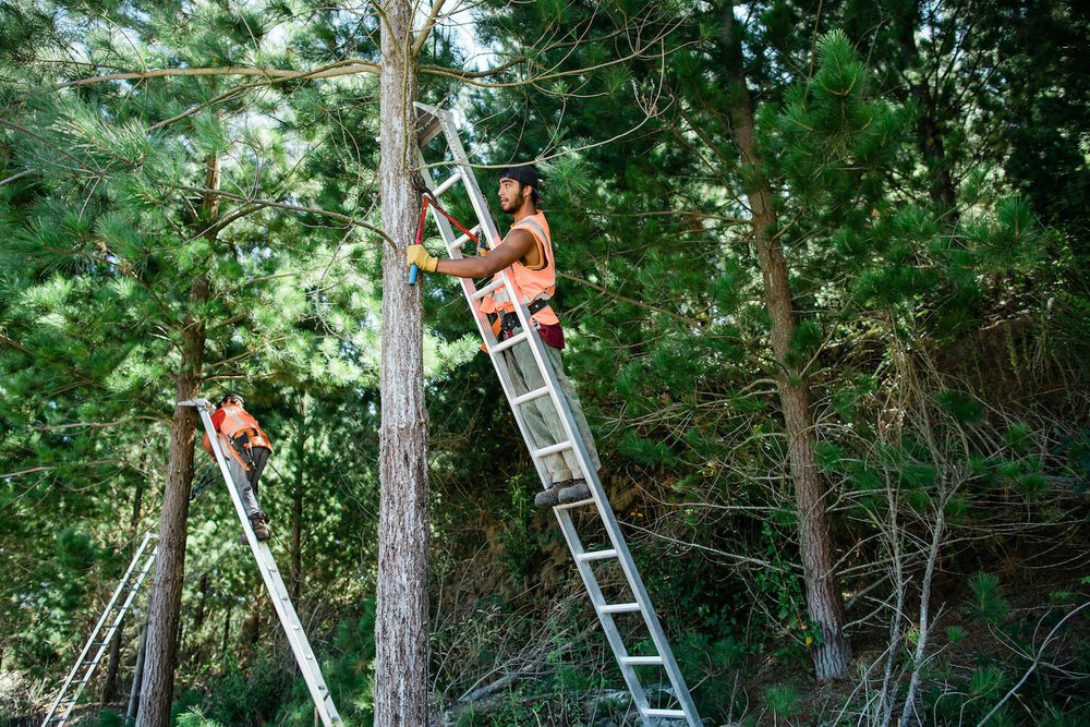 Silviculture | Mahi Rākau Forest Management