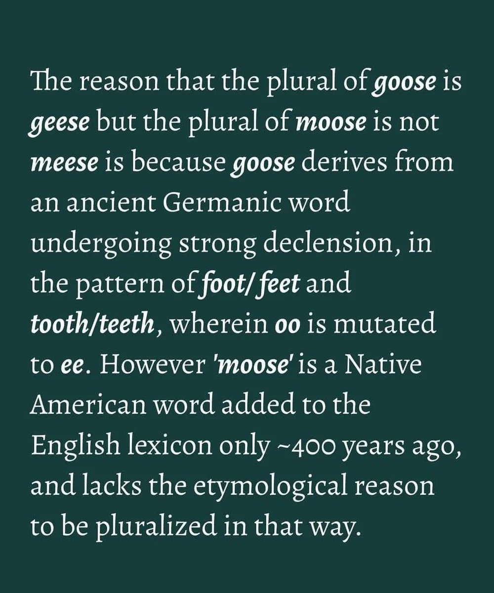 Goose, Moose, and the Power Inherent in Language — Atowi