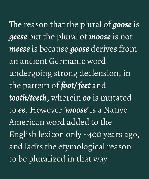 Goose, Moose, and the Power Inherent in Language — Atowi