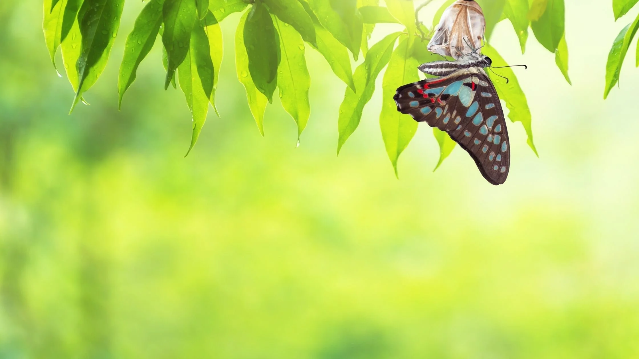 Kind Words About — Life of Light Holistic