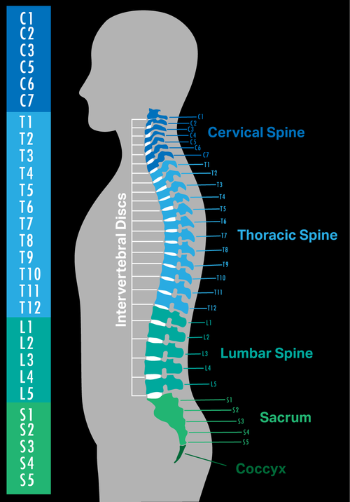 Spine Compression Basics — Laevo Exoskeletons