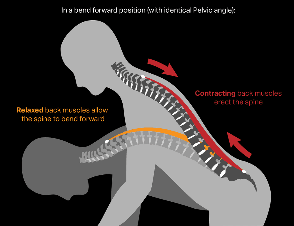 Spine Compression Basics — Laevo Exoskeletons