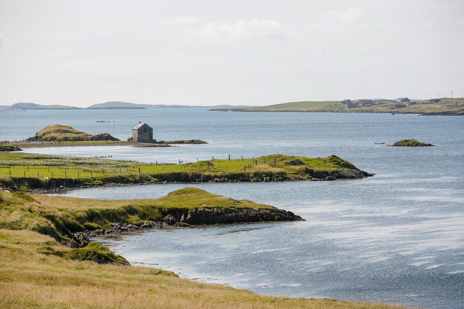 Shetland Mussels — SHETLAND'S FINEST