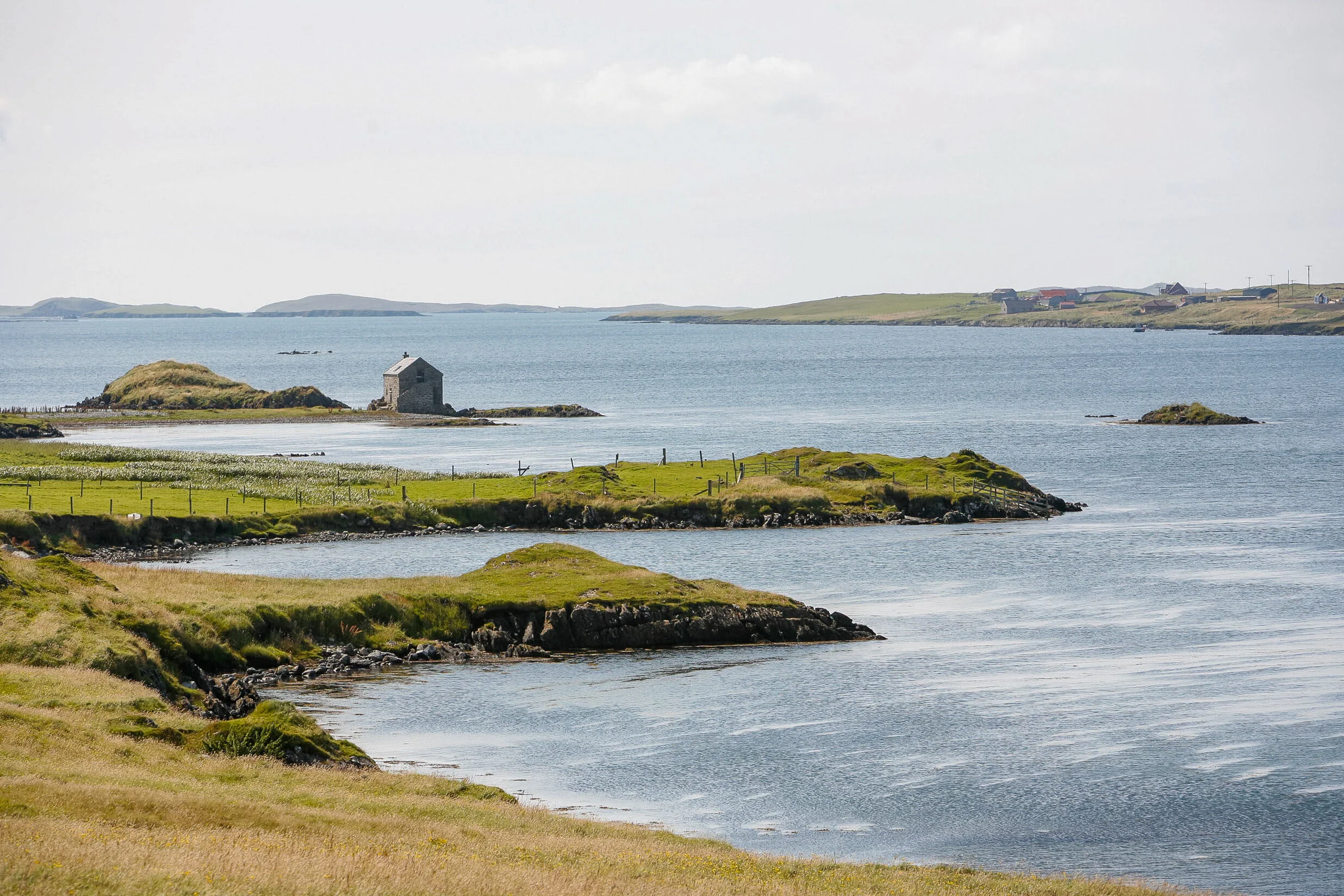 Shetland Mussels — SHETLAND'S FINEST