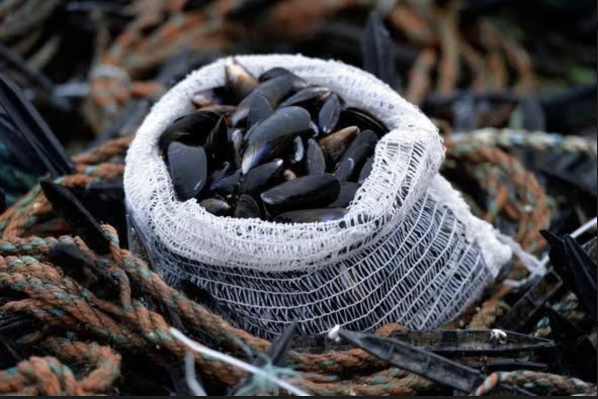 Shetland Mussels — SHETLAND'S FINEST