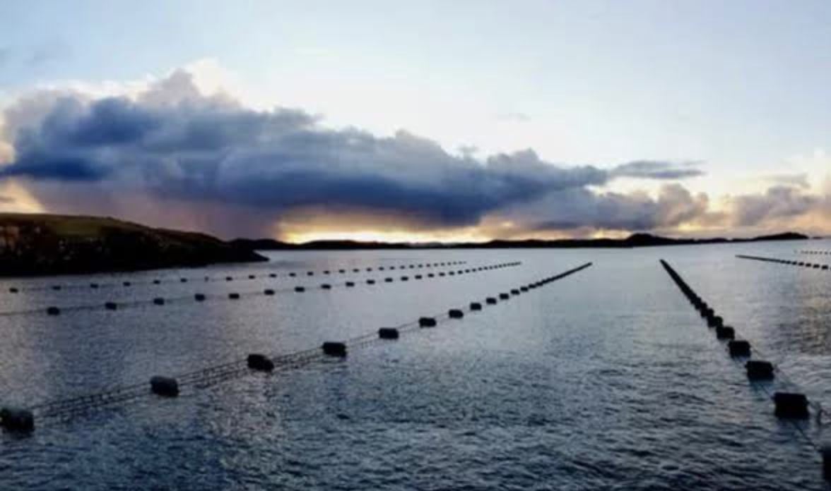 Shetland Mussels — SHETLAND'S FINEST
