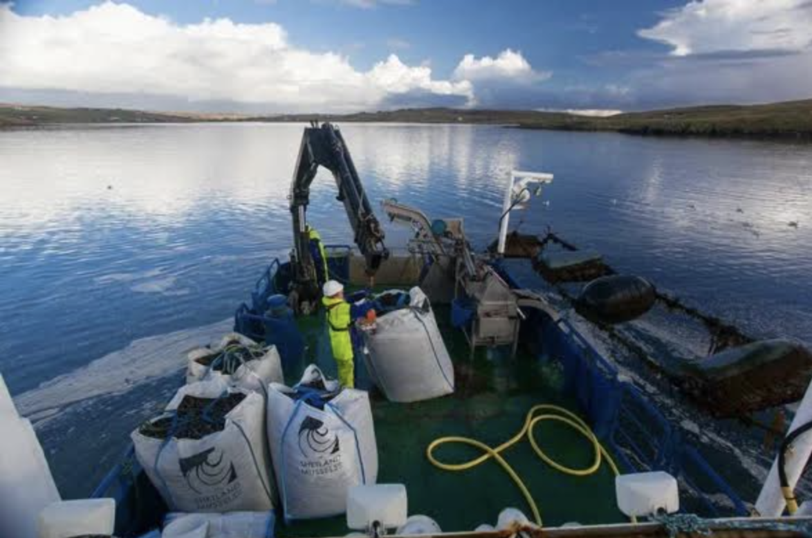 Shetland Mussels — SHETLAND'S FINEST