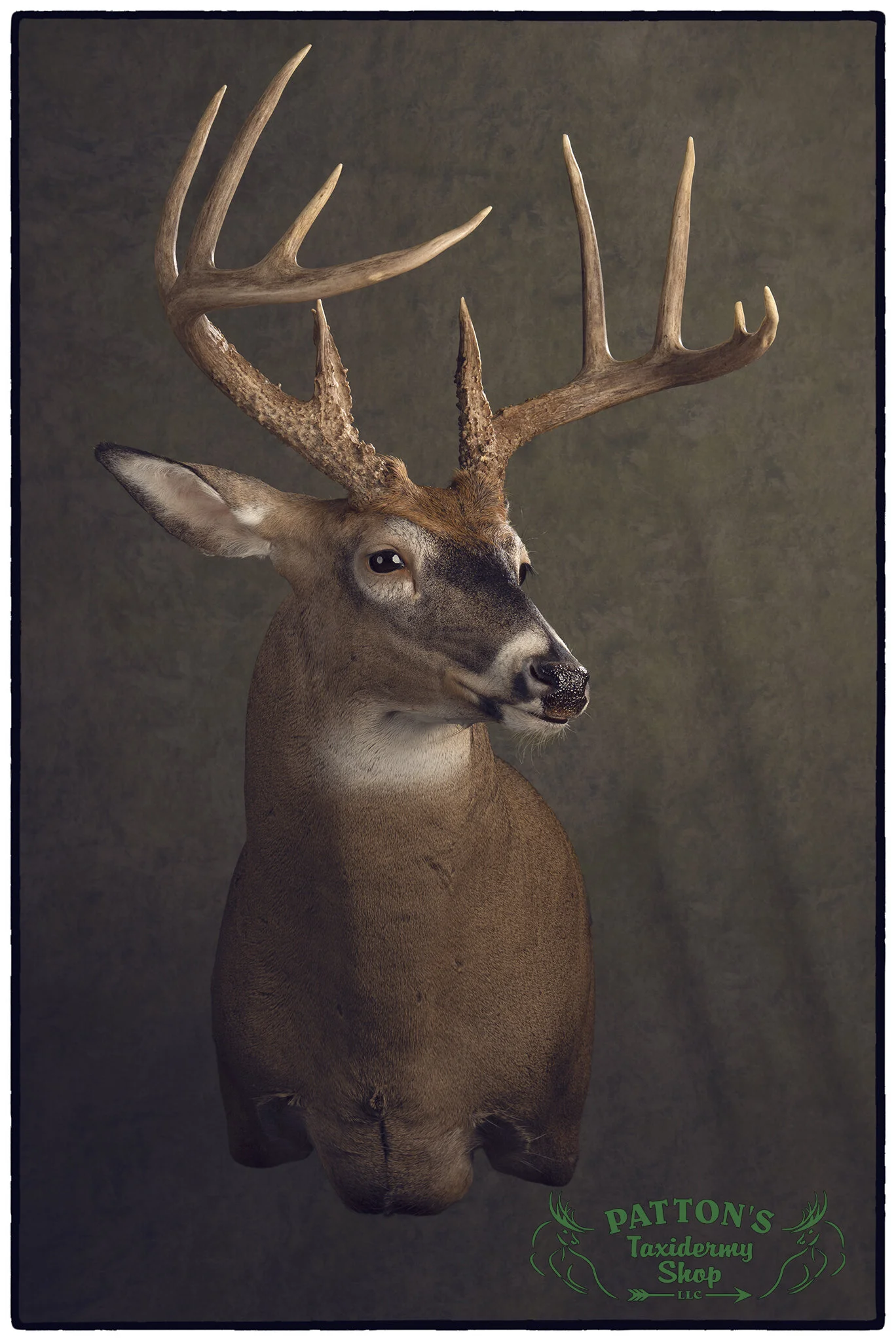 Whitetail Deer — Patton's Taxidermy Studio