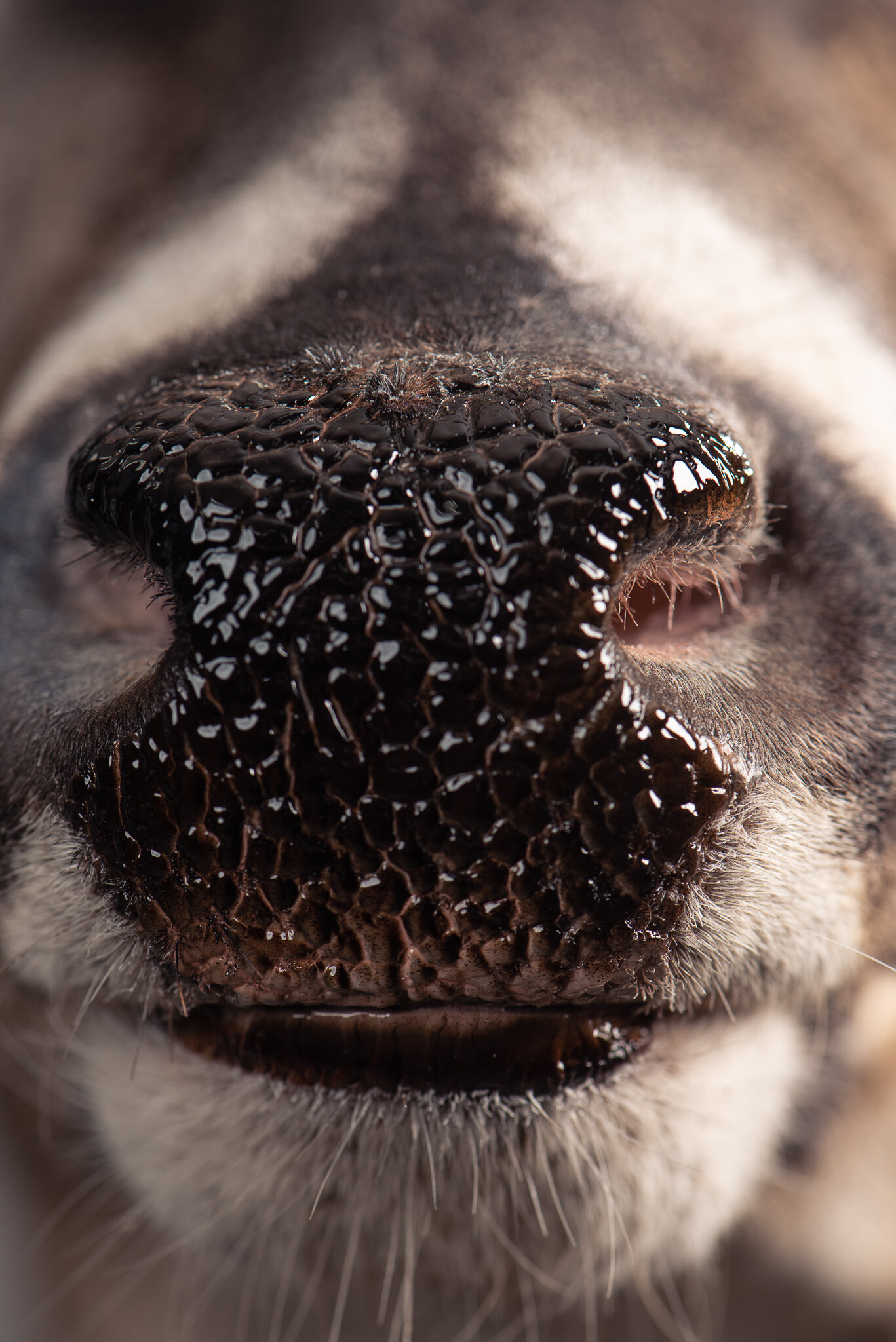 Whitetail Deer — Patton's Taxidermy Shop LLC