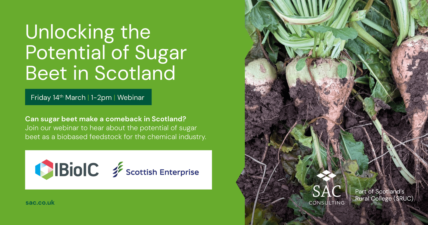 Unlocking the Potential of Sugar Beet in Scotland — IBioIC