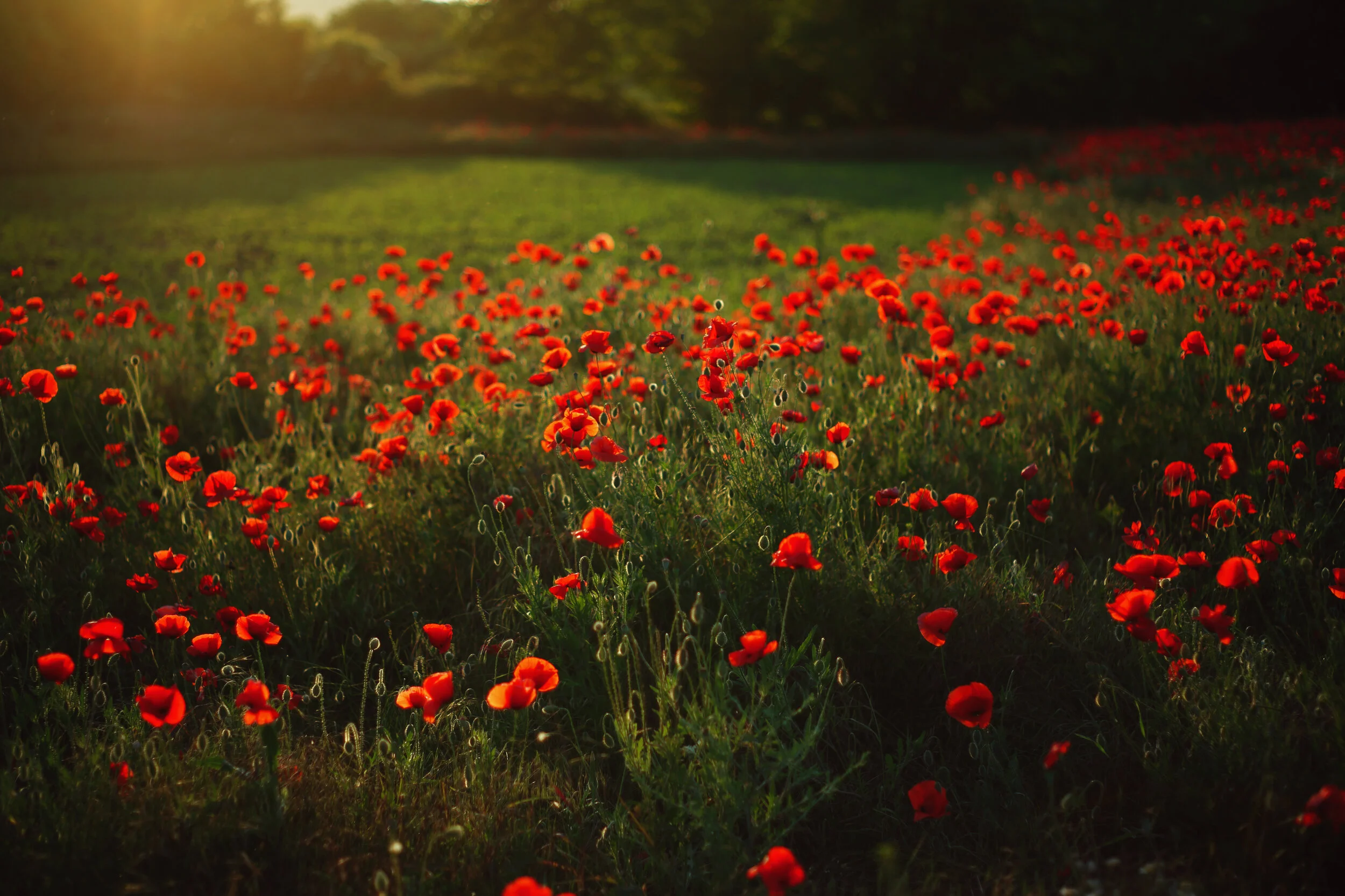 Poppy Campaign — Royal Canadian Legion Orléans Branch 632