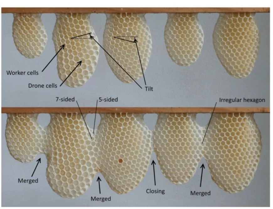 Beeswax | Honey Comb | How do Bees Build Comb | Properties of Beeswax ...