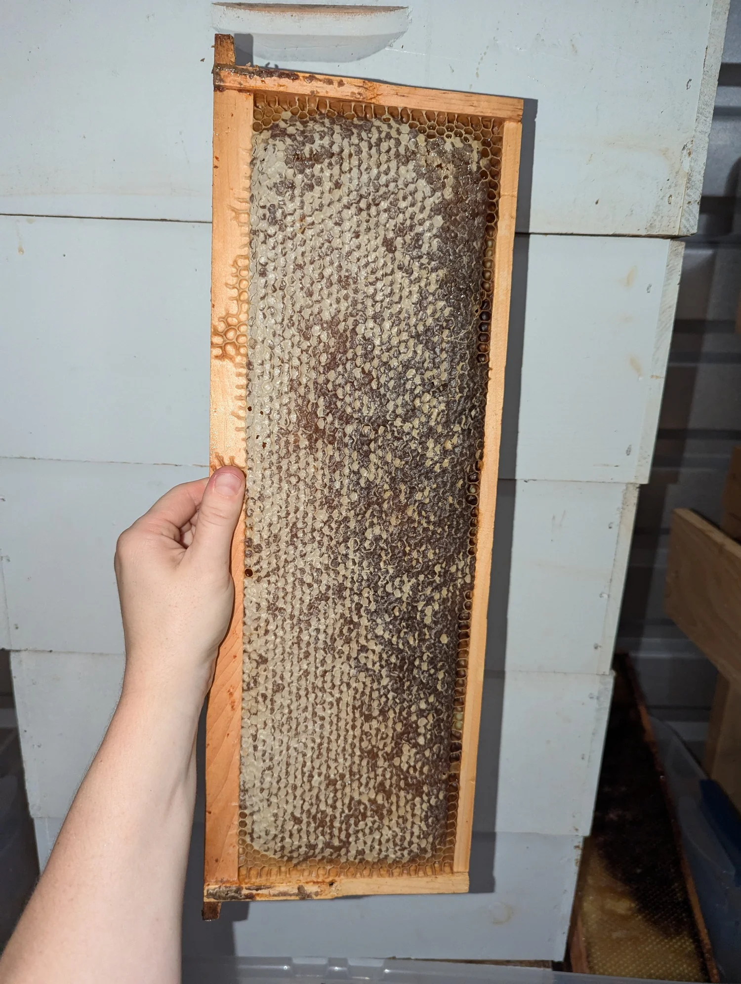 How is Honey Made | Is Honey Bee Vomit | How is Honey Extracted ...