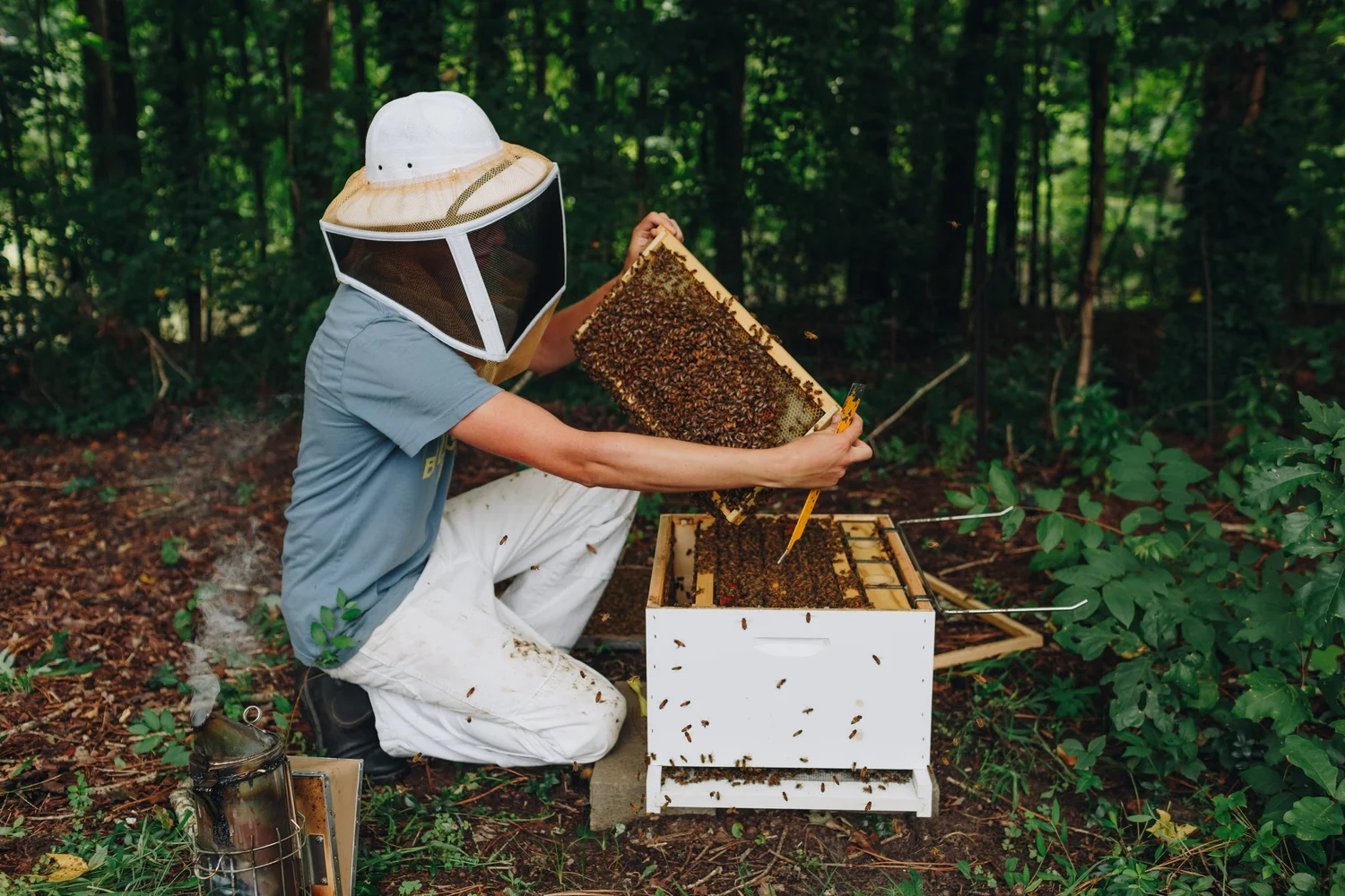 Buddha Bee Apiary | Support Pollinators Today — Get Started Now