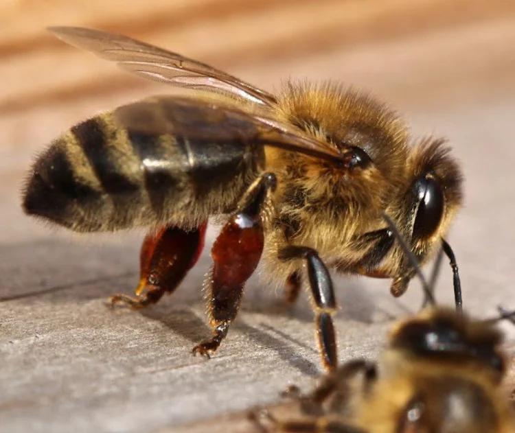 Propolis Benefits | Propolis Uses | Honey Bee Propolis — Buddha Bee Apiary