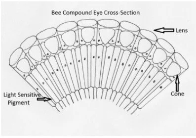 Honeybee Eyesight | How do Honeybees See | How Many Eyes do Honeybees ...