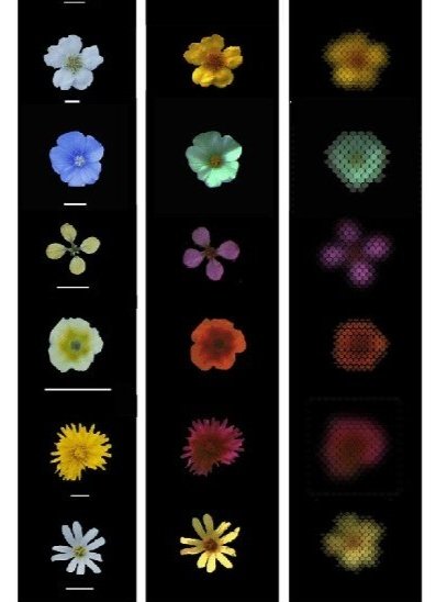 Honeybee Eyesight | How do Honeybees See | How Many Eyes do Honeybees ...