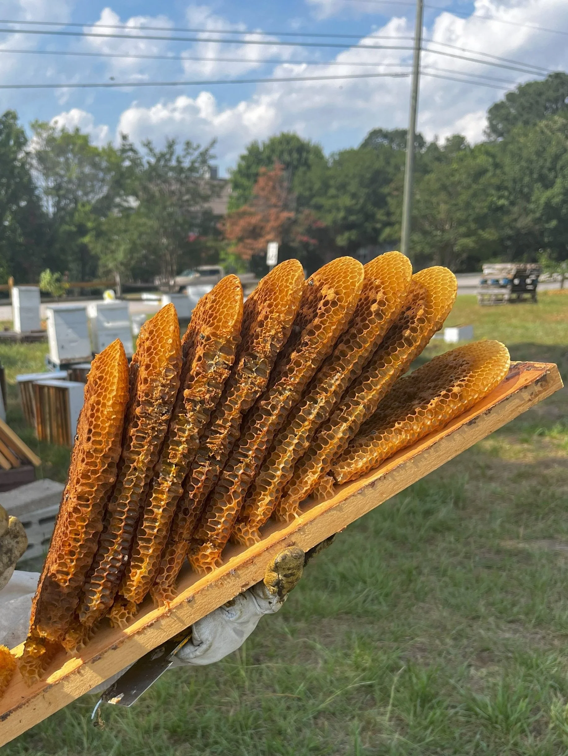 Beeswax | Honey Comb | How do Bees Build Comb | Properties of Beeswax ...