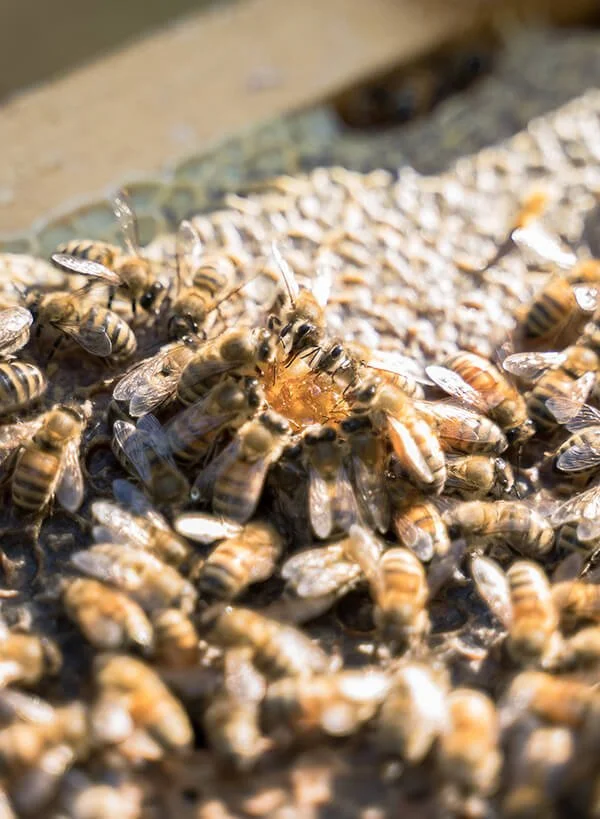 Book an Assessment - Host a Backyard Beehive Hive | Buddha Bee Apiary ...