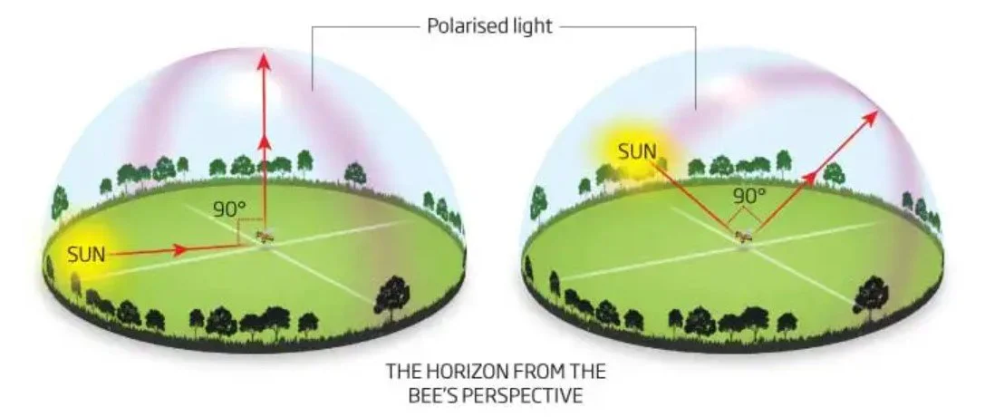 Honeybee Eyesight | How do Honeybees See | How Many Eyes do Honeybees ...