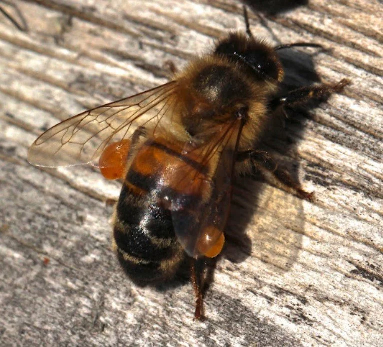 Propolis Benefits | Propolis Uses | Honey Bee Propolis — Buddha Bee Apiary