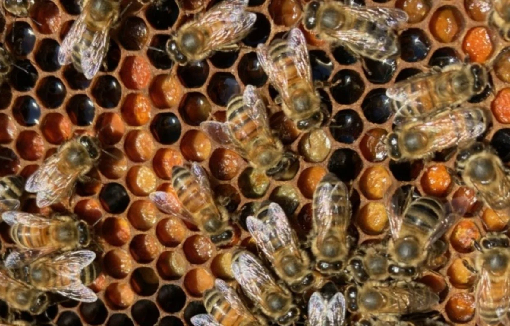 How is Honey Made | Is Honey Bee Vomit | How is Honey Extracted — Buddha Bee Apiary