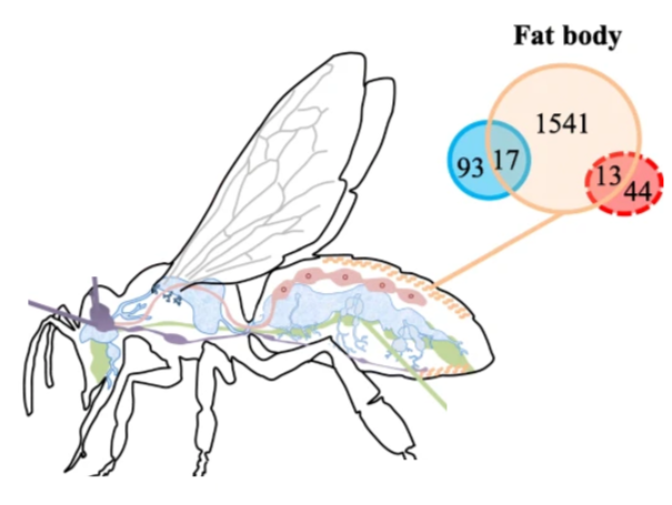 Honey Bees and Magnetic Fields | Honey Bee Magnetoreception | Do ...