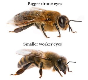 Honeybee Eyesight | How do Honeybees See | How Many Eyes do Honeybees ...