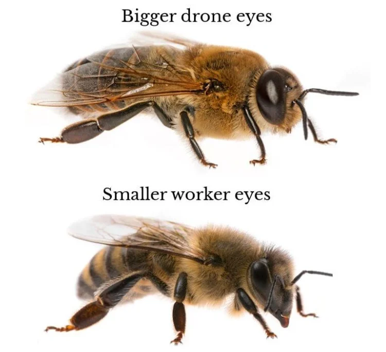 Honeybee Eyesight | How do Honeybees See | How Many Eyes do Honeybees ...