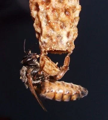 Honeybee Sound | Honeybee Hearing | Honeybee Communication | Honey Bee ...