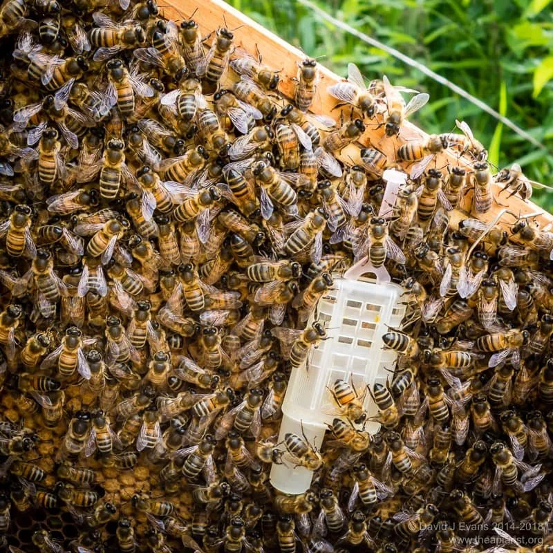 Honey Bee Smell | How Bees Smell | Bee Olfaction | Honey Bee Scent ...