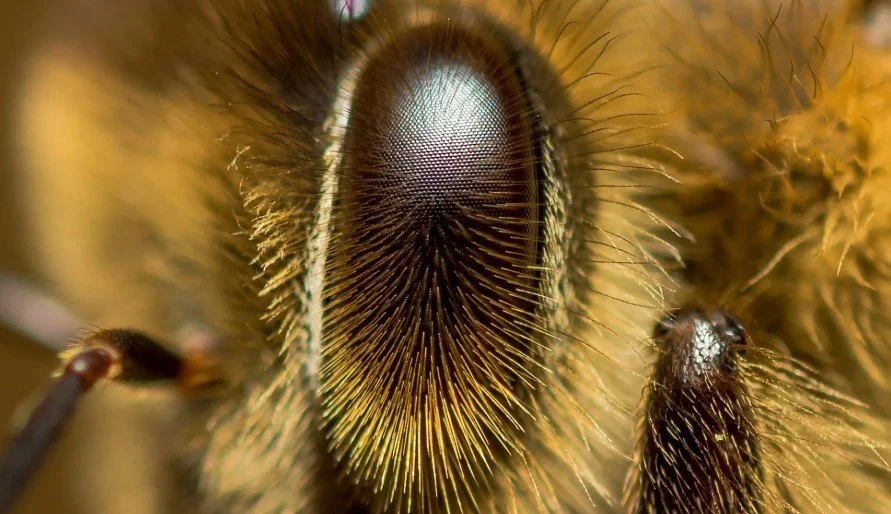 Honeybee Eyesight | How do Honeybees See | How Many Eyes do Honeybees ...