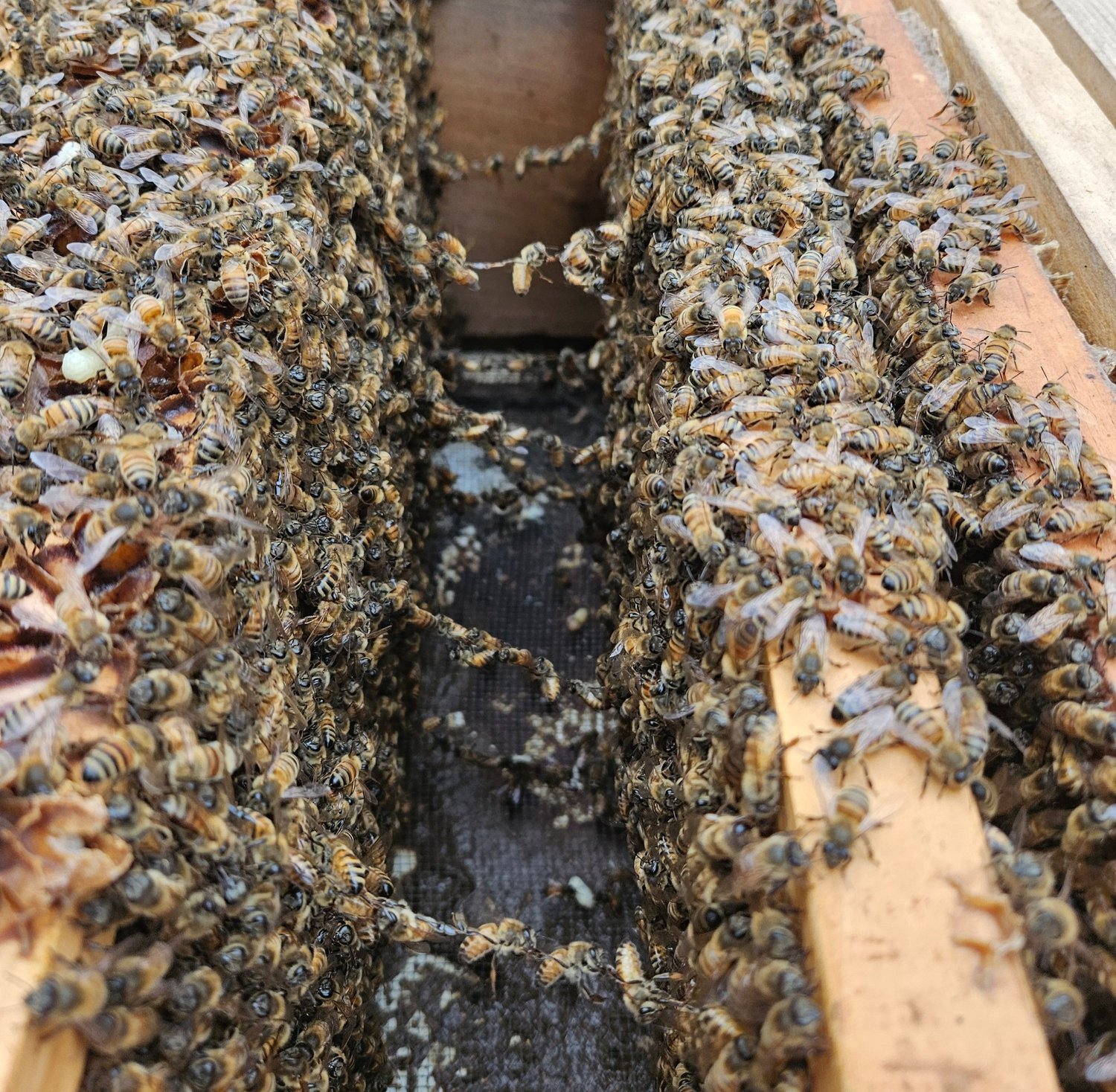 Beeswax | Honey Comb | How do Bees Build Comb | Properties of Beeswax ...