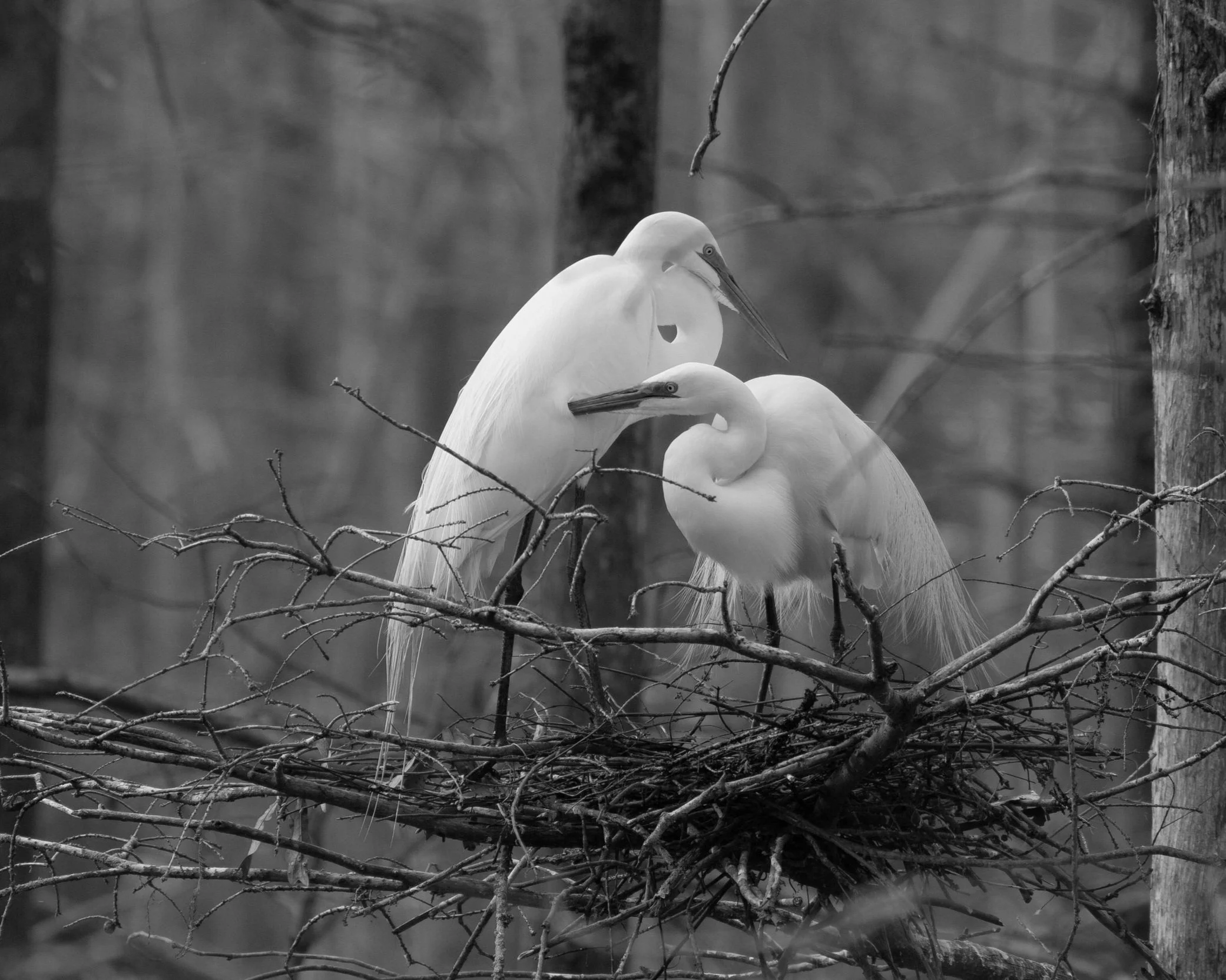 Birds — PJF Farm & Lodge