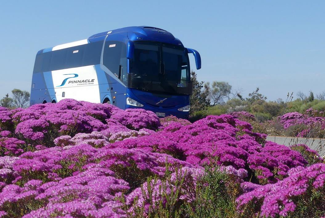 Bus Hire Perth - Coach Charter WA - Pinnacle Coachlines