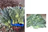 Broccolo fiolaro — Broom and Brine garden farm Allens Rivulet Hobart ...