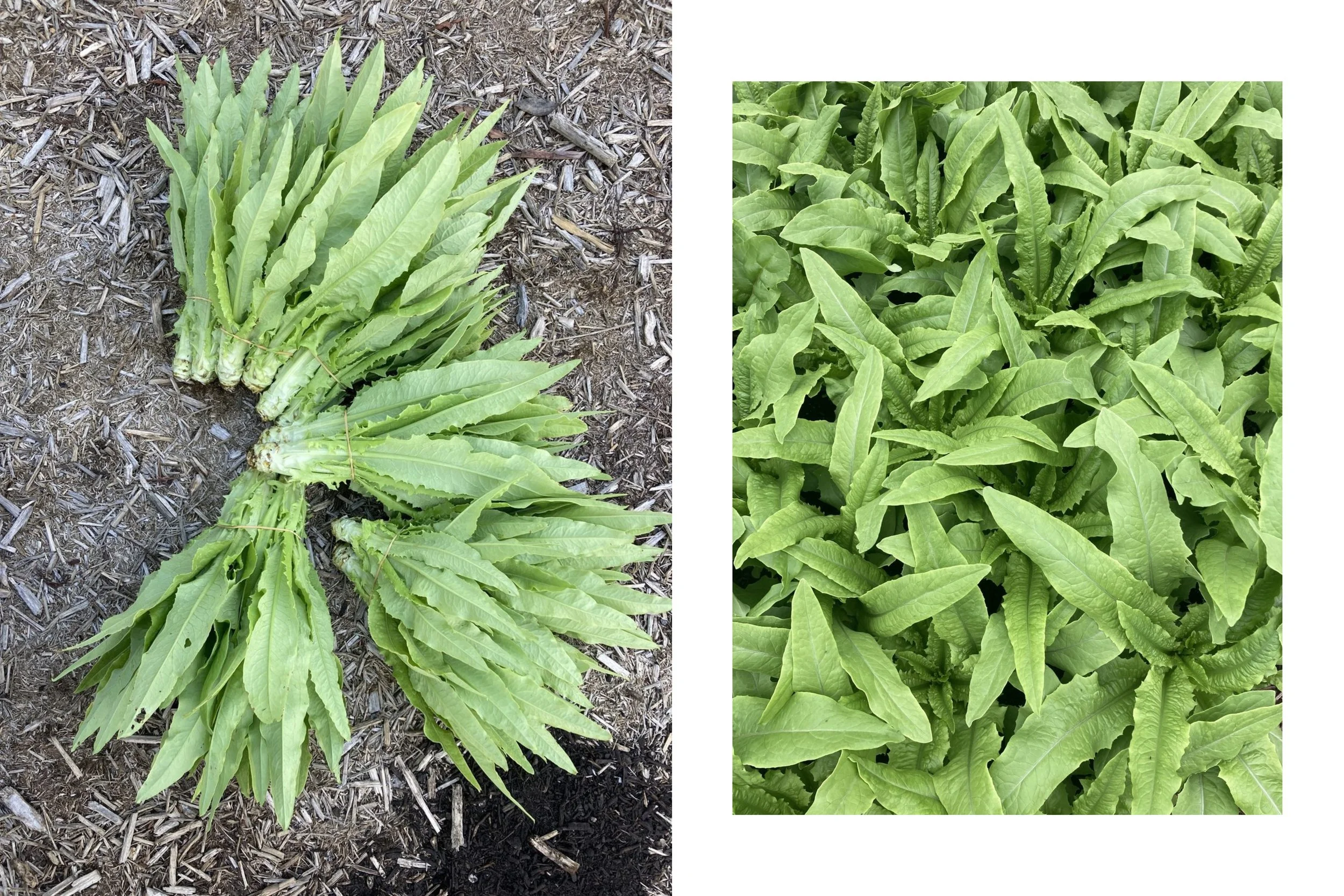 Wosun — Broom and Brine garden farm Allens Rivulet Hobart Tasmania