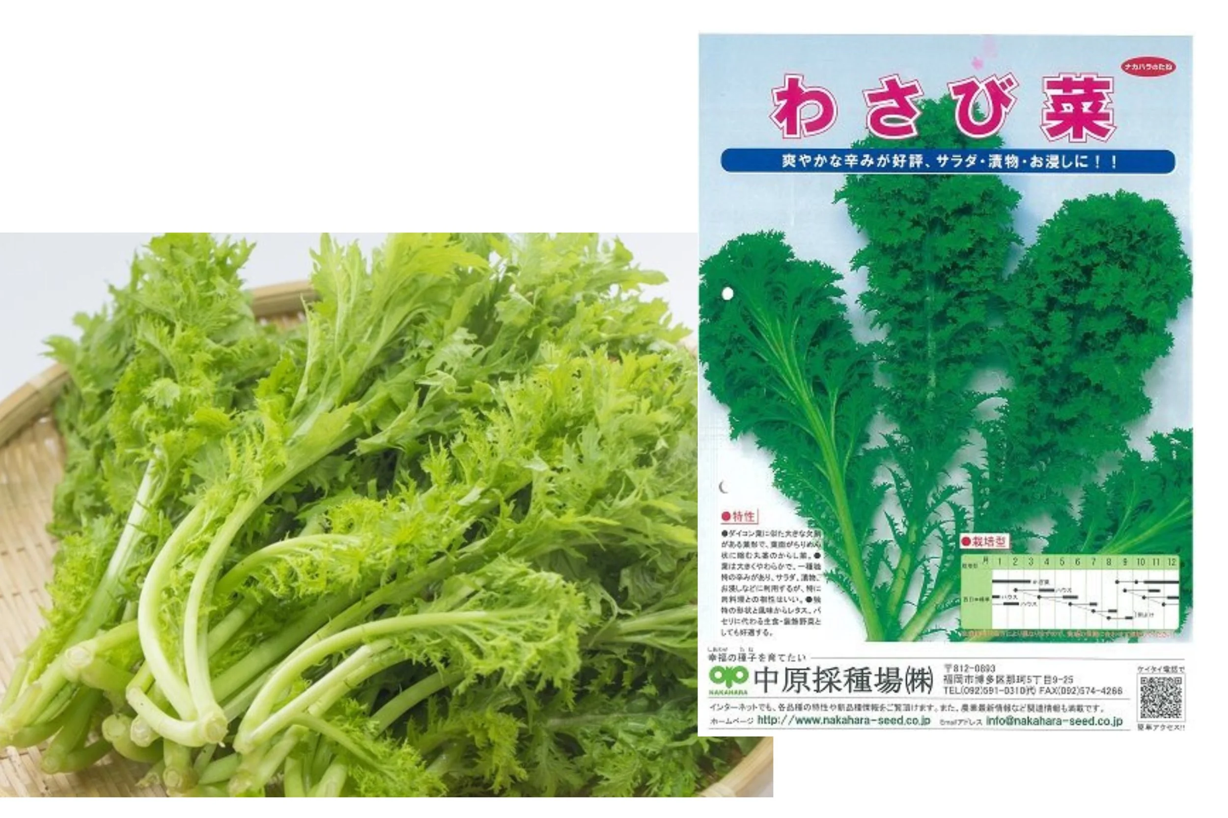 Wasabina — Broom and Brine garden farm Allens Rivulet Hobart Tasmania