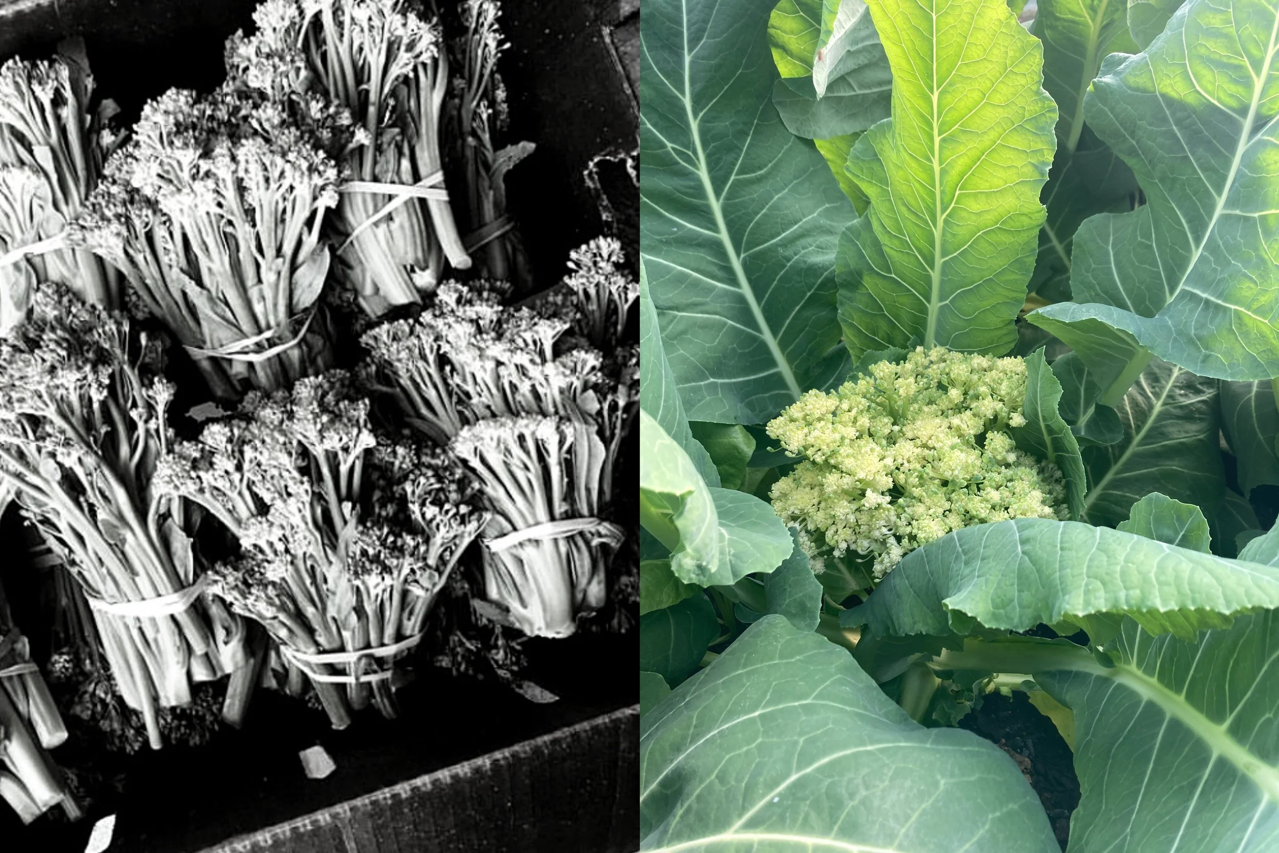 Sprouting cauliflower — Broom and Brine garden farm Allens Rivulet ...