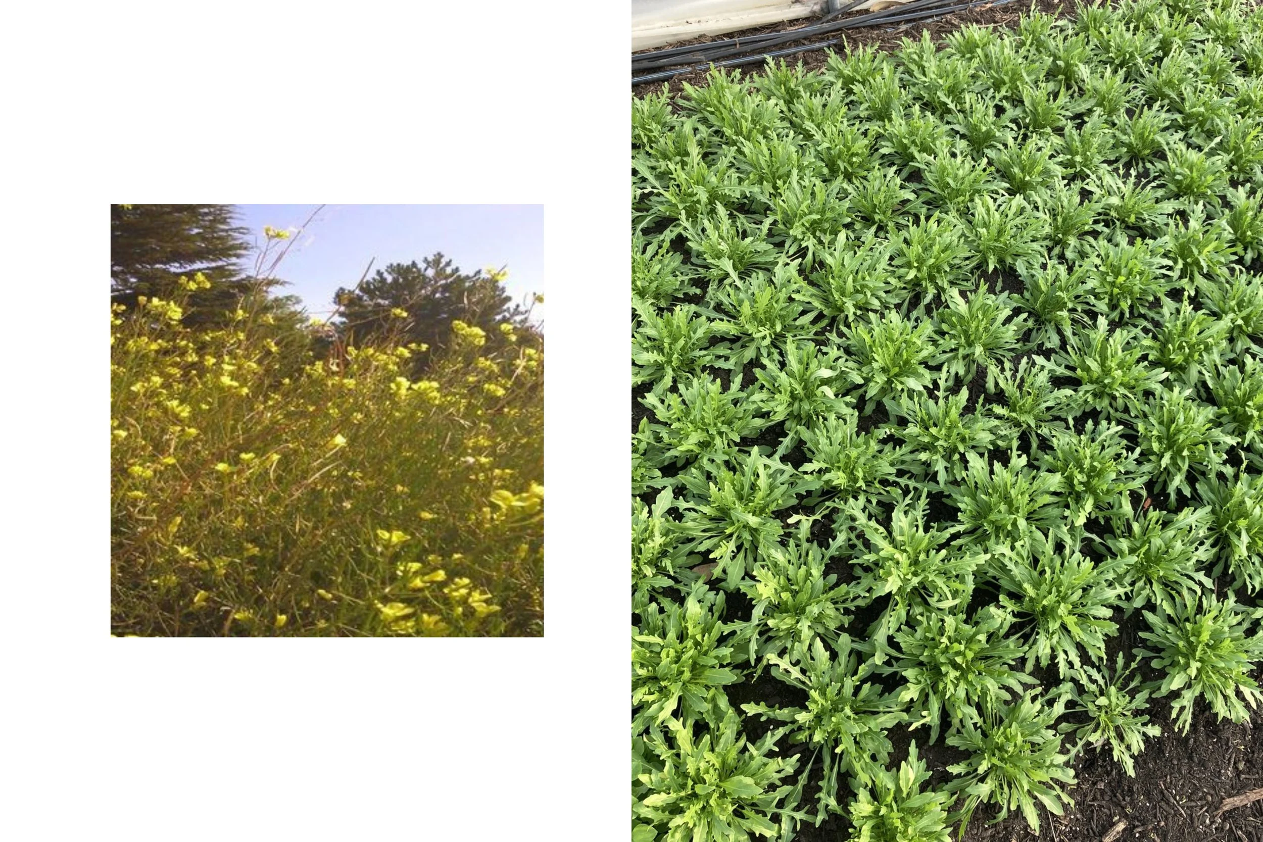 Rocket — Broom and Brine garden farm Allens Rivulet Hobart Tasmania