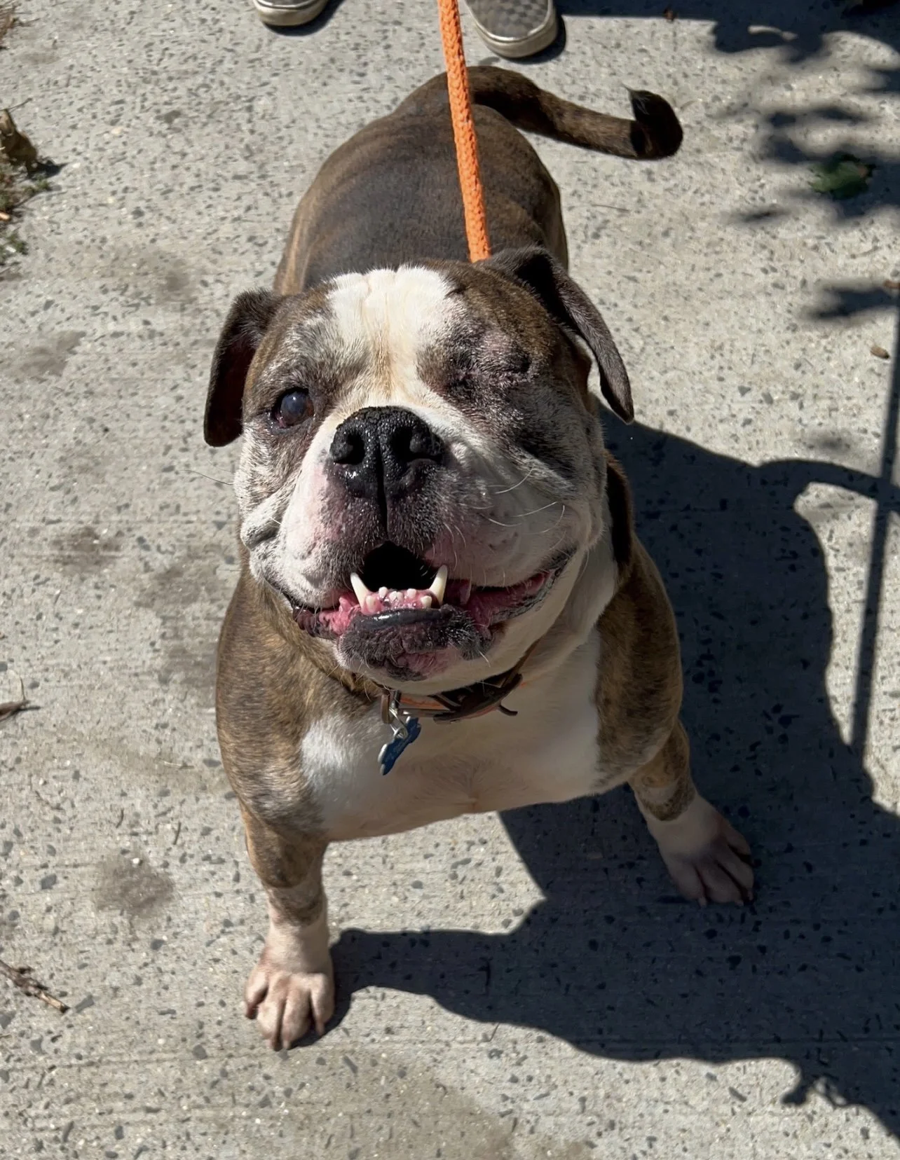 Adopt — New York Bully Crew