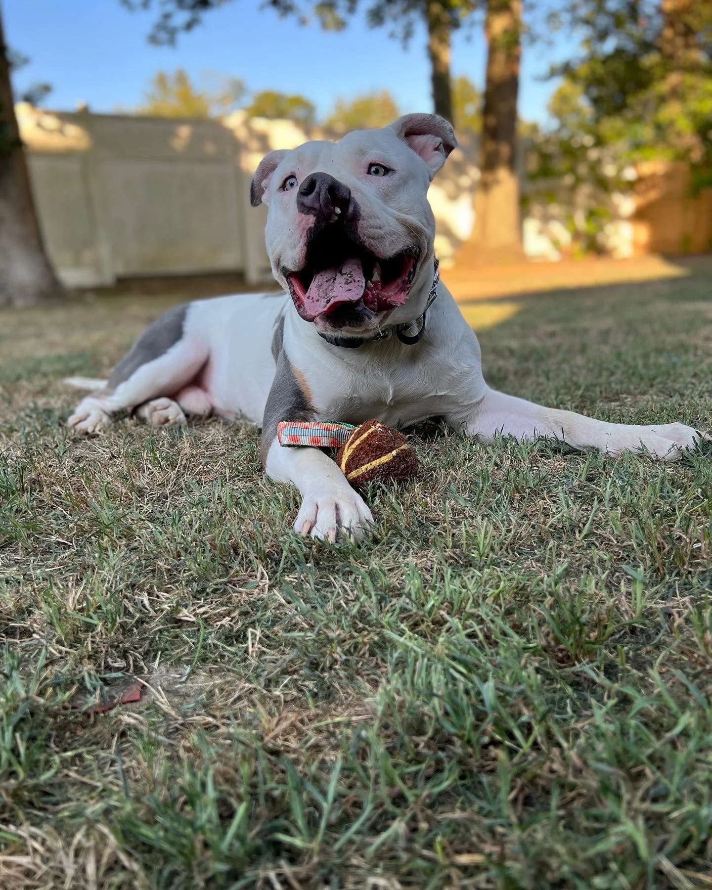 Luca — New York Bully Crew