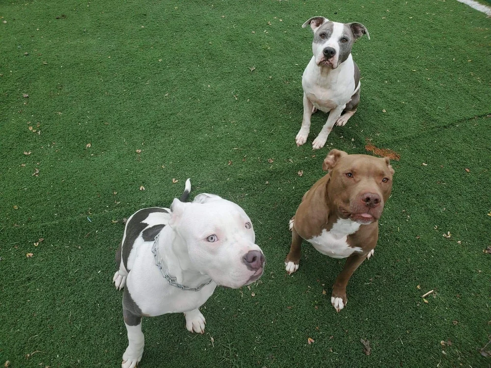 Luca — New York Bully Crew
