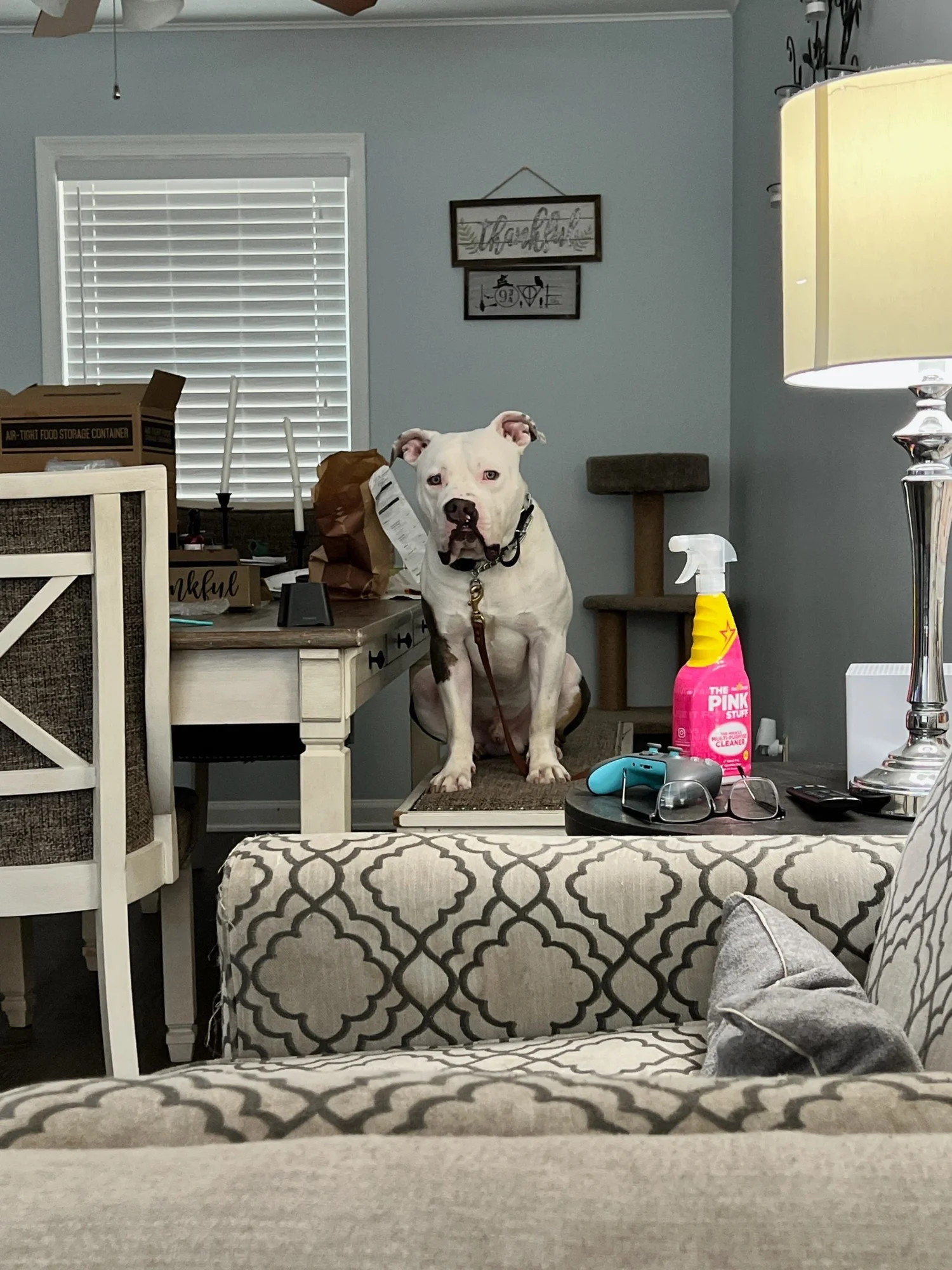 Luca — New York Bully Crew