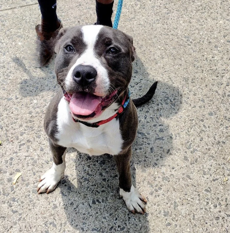 Adopt — New York Bully Crew