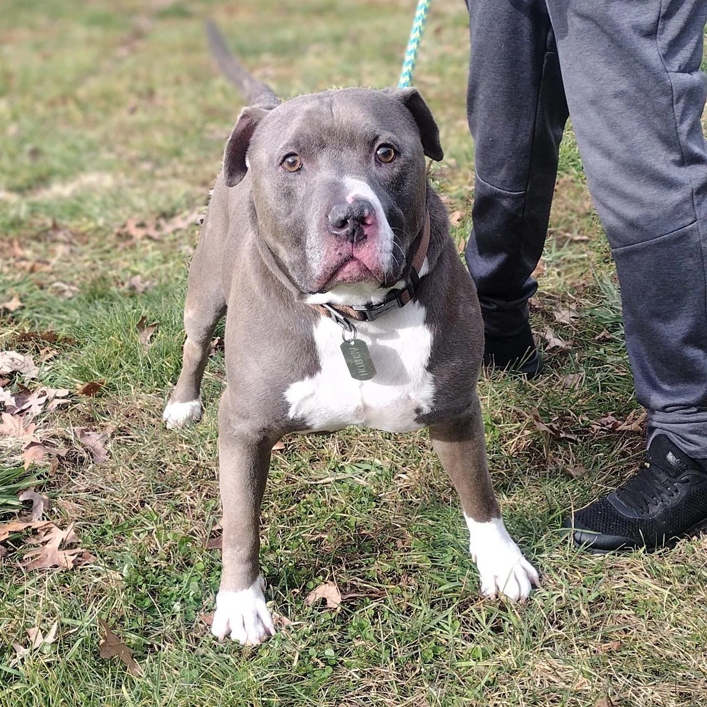 Adopt — New York Bully Crew