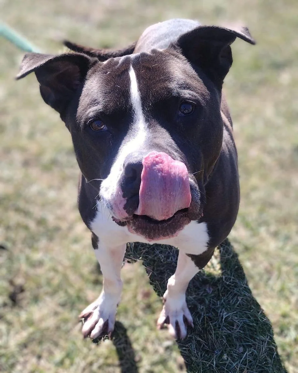 Prince — New York Bully Crew