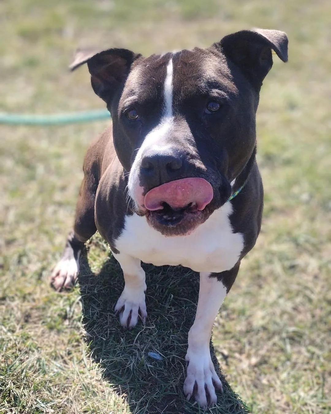 Prince — New York Bully Crew